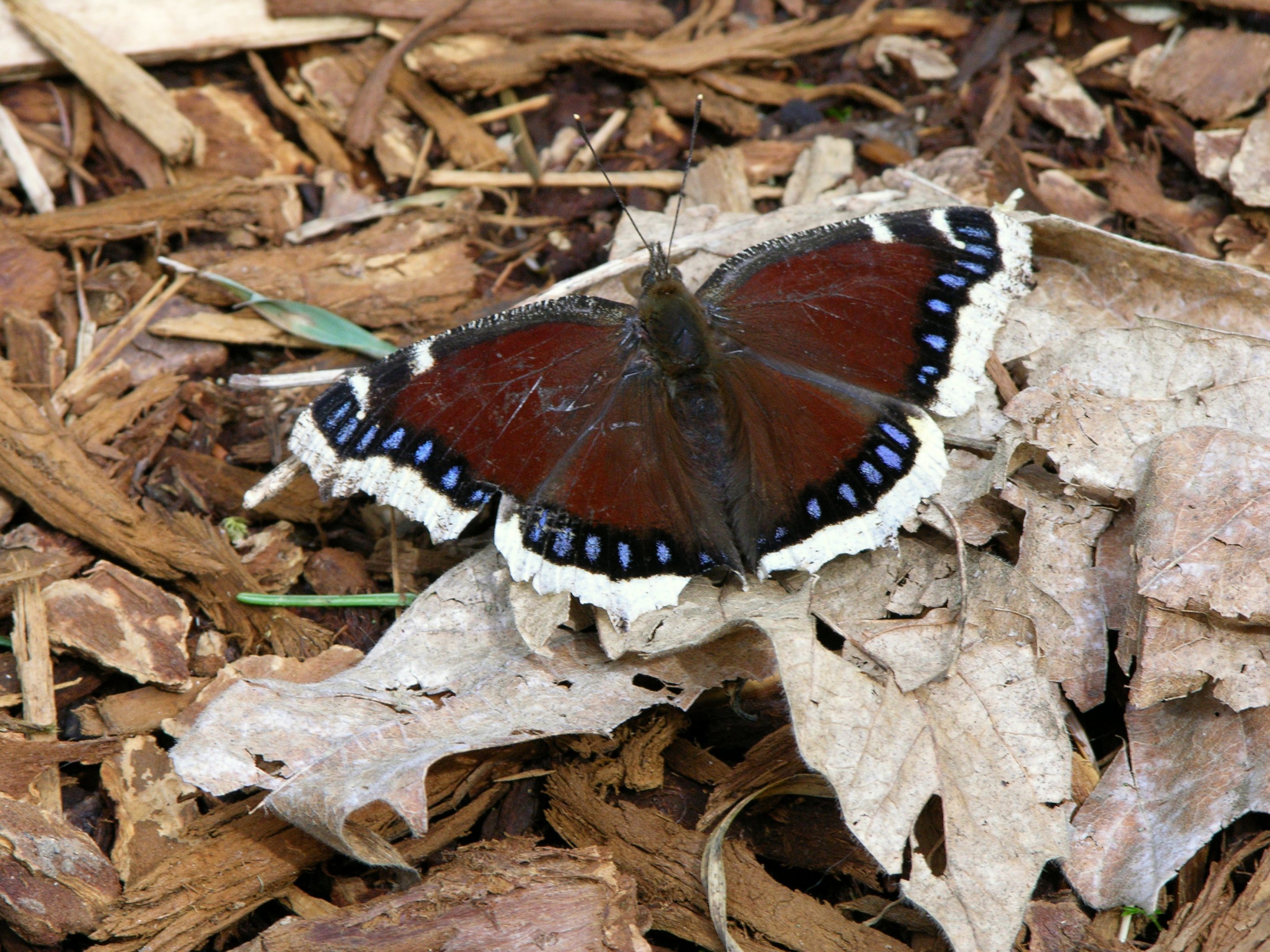 Mourning Cloak Butterfly Life Cycle