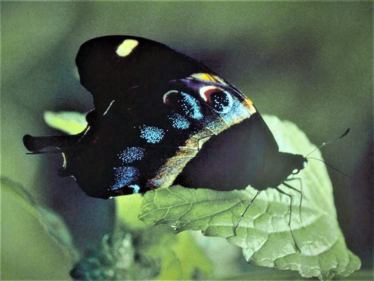 The Quest for My Biggest Butterfly Holy Grail – Jamaican Giant ...